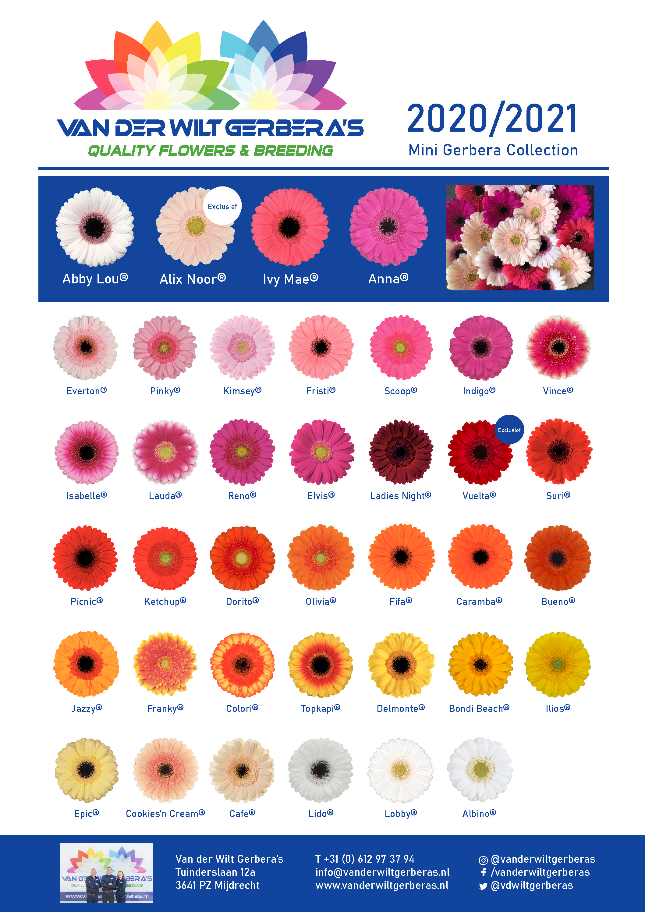 Assortiment | Van der Wilt Gerbera's